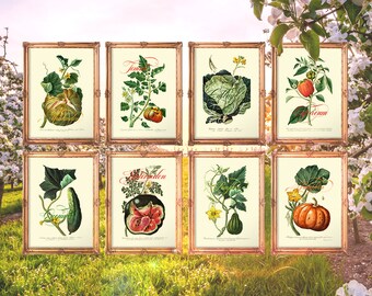 Vegetables Illustration Vintage Print 5 Vegetables Poster - Etsy