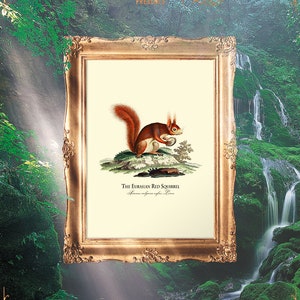 Red Squirrel Poster, Old Educational Art, Grandmother Gift, Love Gift ...