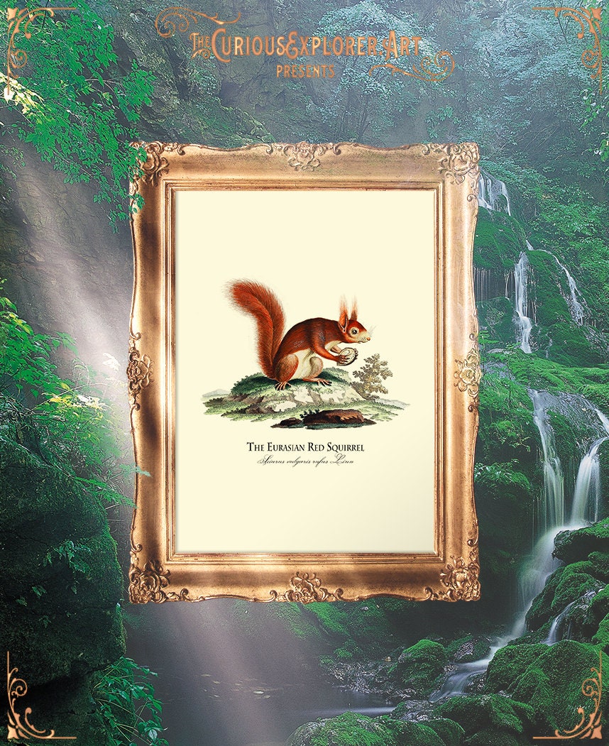 Red Squirrel Poster Old Educational Art Grandmother Gift | Etsy