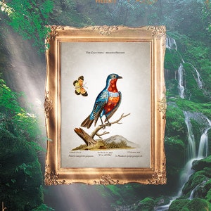 Purple Manakin Bird, Birds Nursery Decor, Butterfly Bird Print, Antique ...