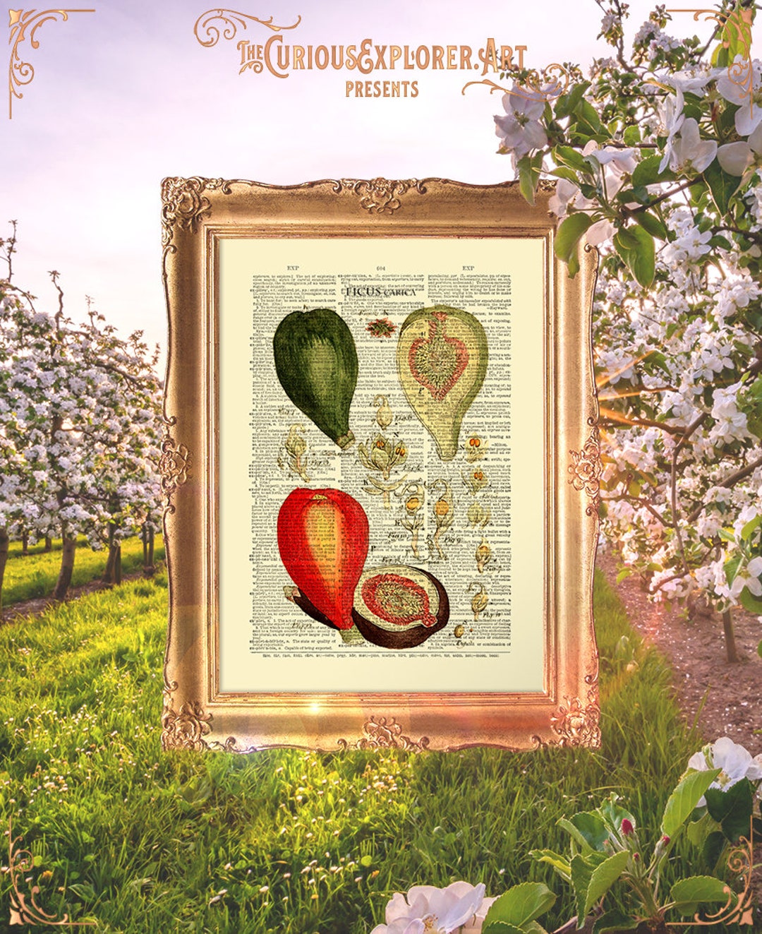 Fig Art Print, Kitchen Fig Print, Fruit Prints, Rustic Botany Prints ...