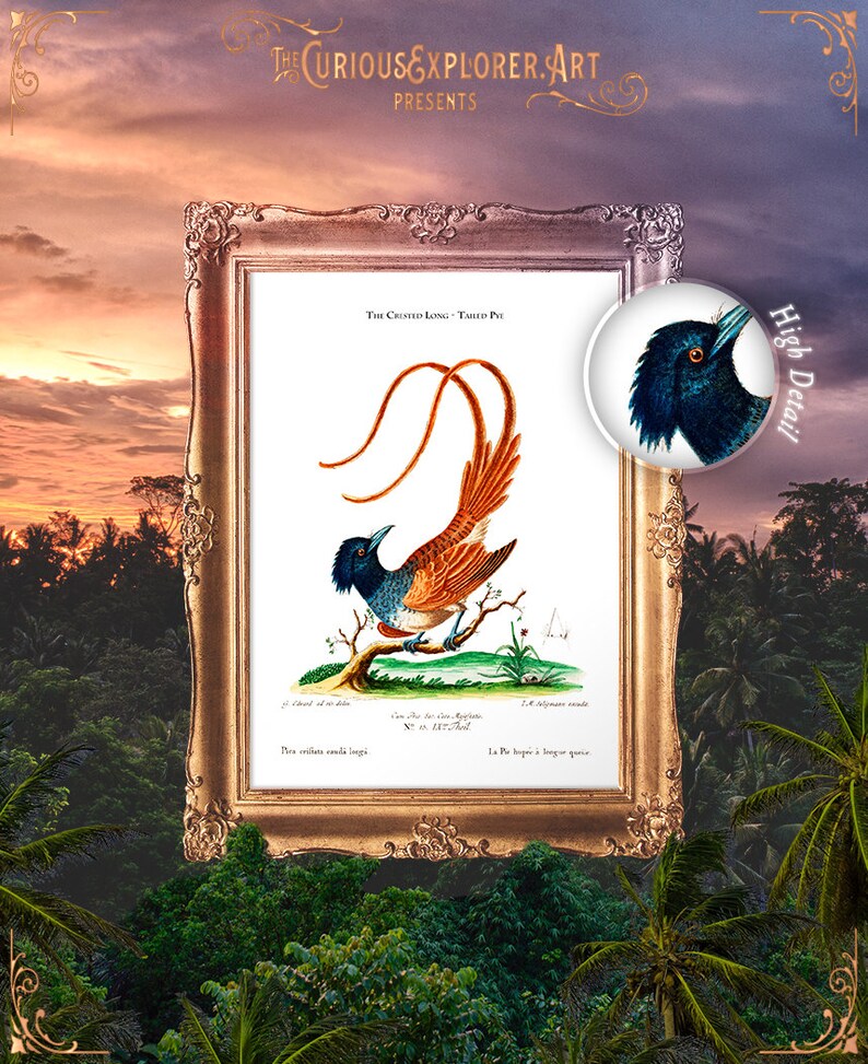 Exotic Bird Poster Vintage Bird Posters Parrot Prints Long - Etsy