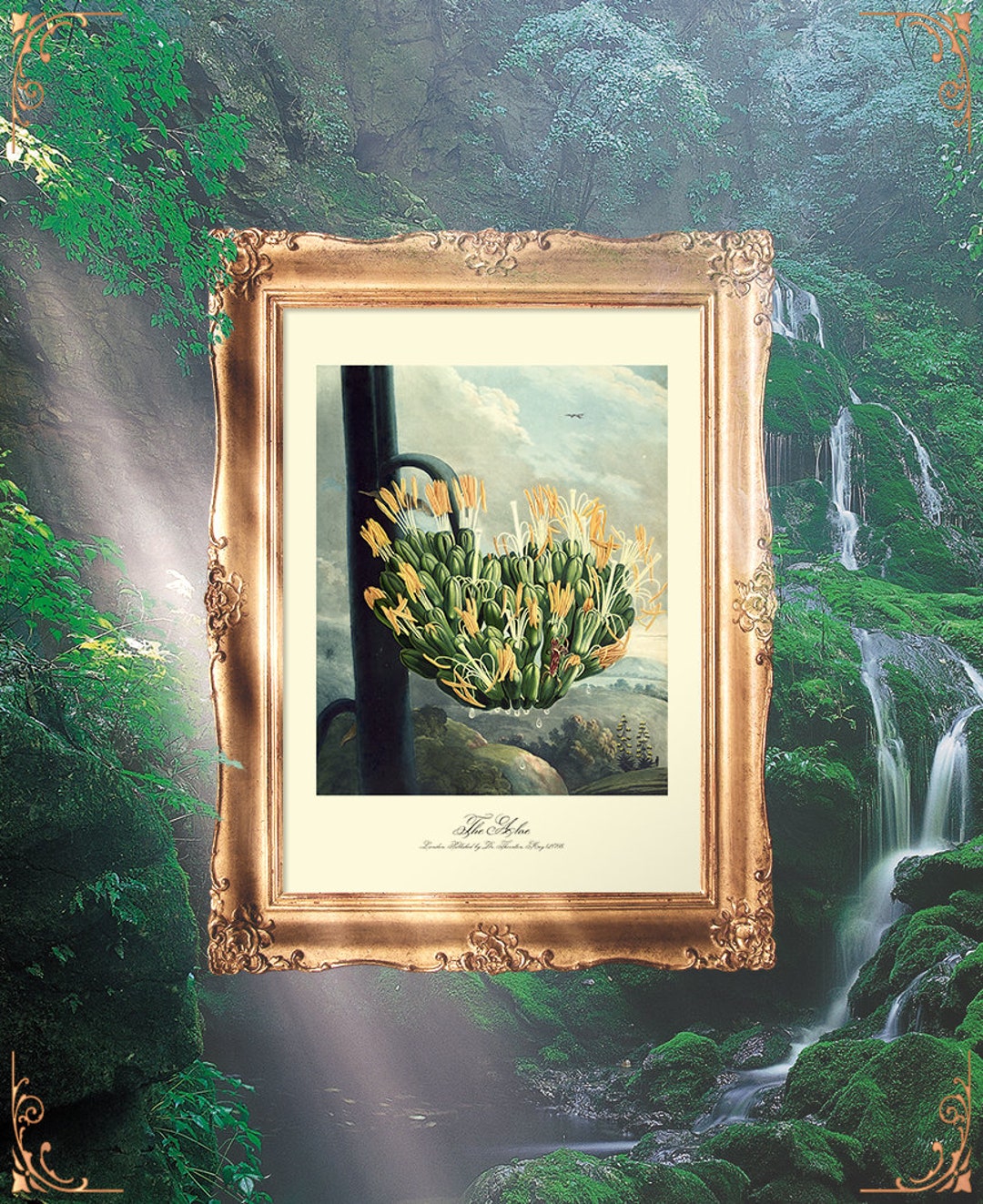 Botanical Art Prints Aloe Art Decor Flower Home Decor Gift - Etsy