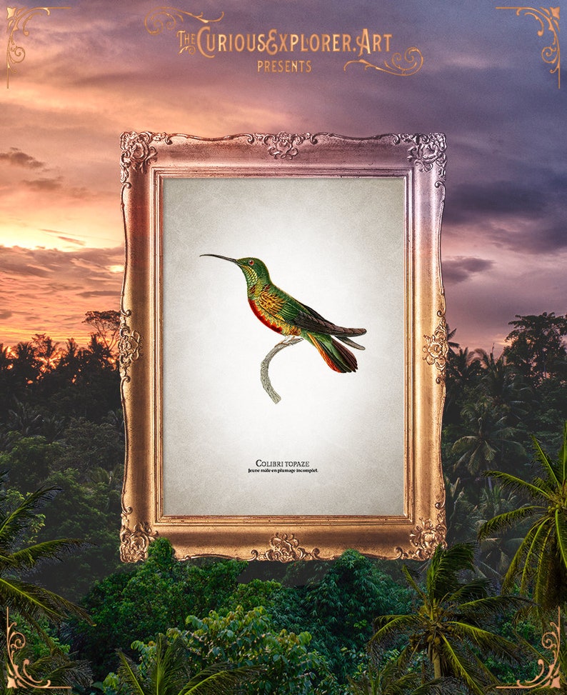 Hummingbird Poster Birds Kitchen Decor Art Gift Baby Girl | Etsy