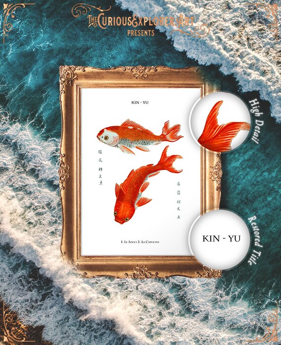 Koi Fish Poster Sea Life Poster Home Fish Wall Art Koi Fish - Etsy