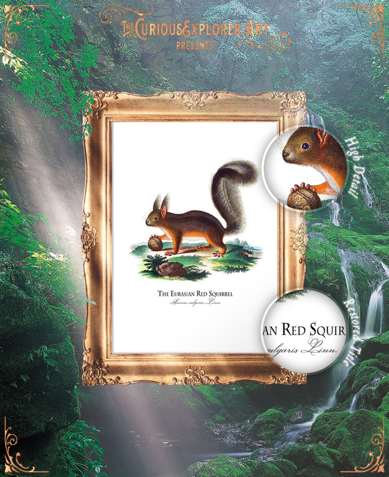 Squirrel Prints Antique Biology Art Mom Gift Name Day Art | Etsy