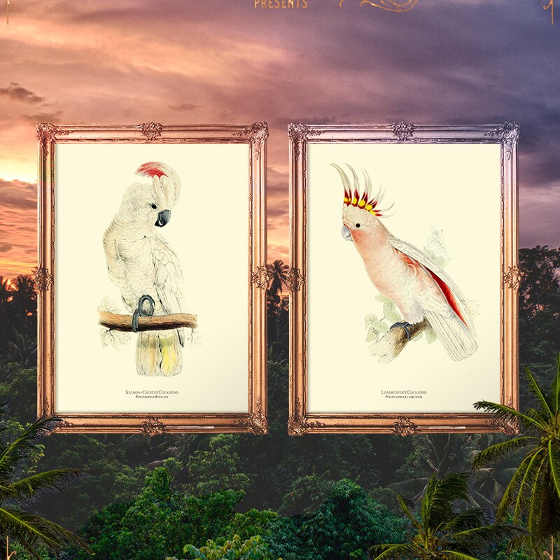 Parrot Poster - Etsy