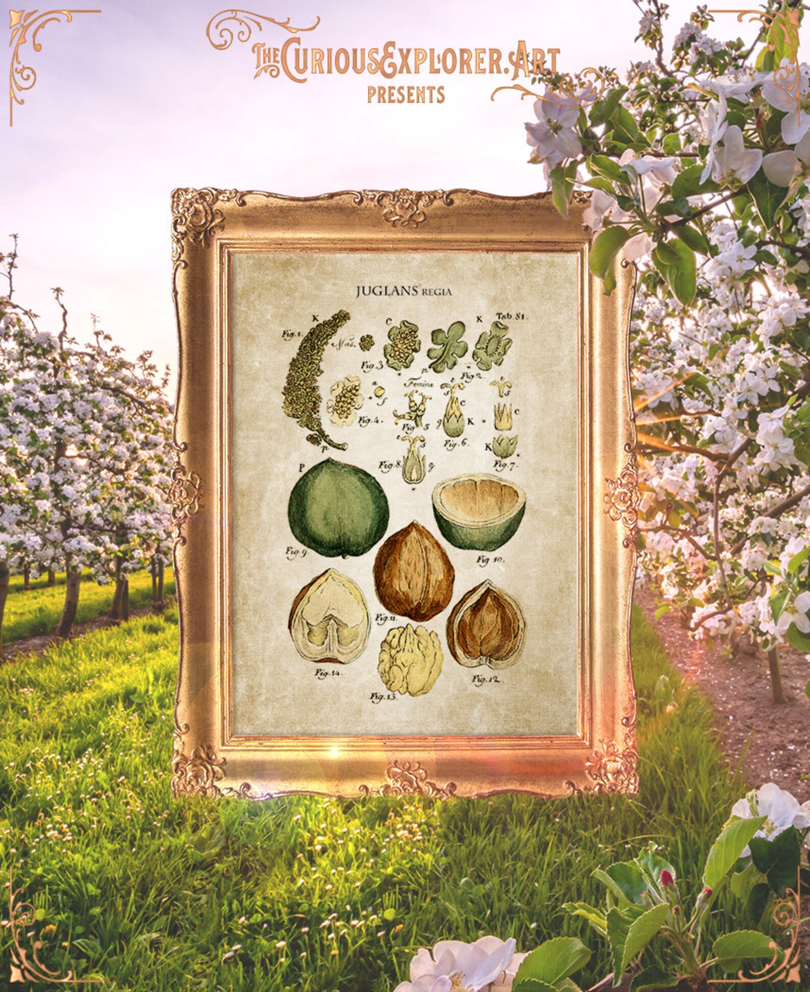 Walnut Illustration Kitchen Walnut Print Fruit Boy Room | Etsy