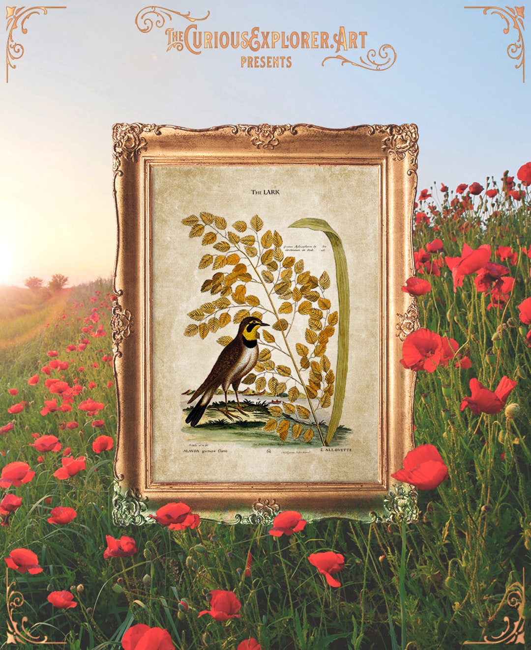 Small Bird Print, Home Wall Art, Birds Illustrations, Lark Bird ...