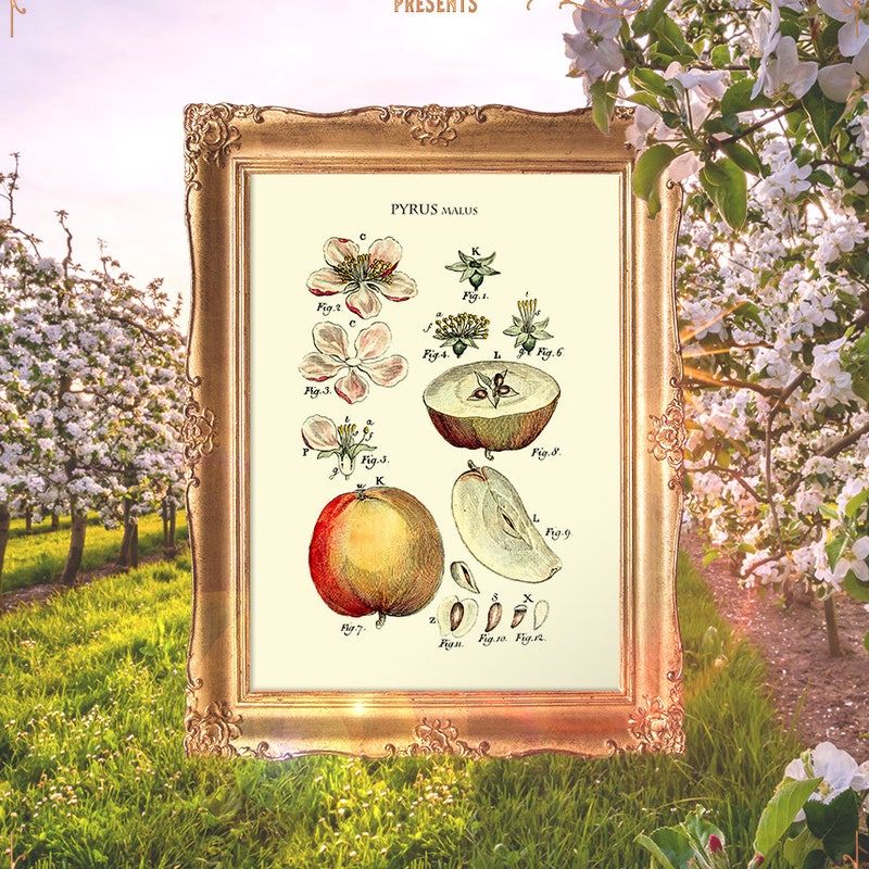 Apple Print - Etsy