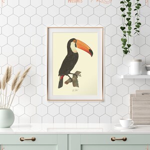 Toco Toucan Print, Animal Art Poster, Jungle Bird Poster, Bird Wall ...