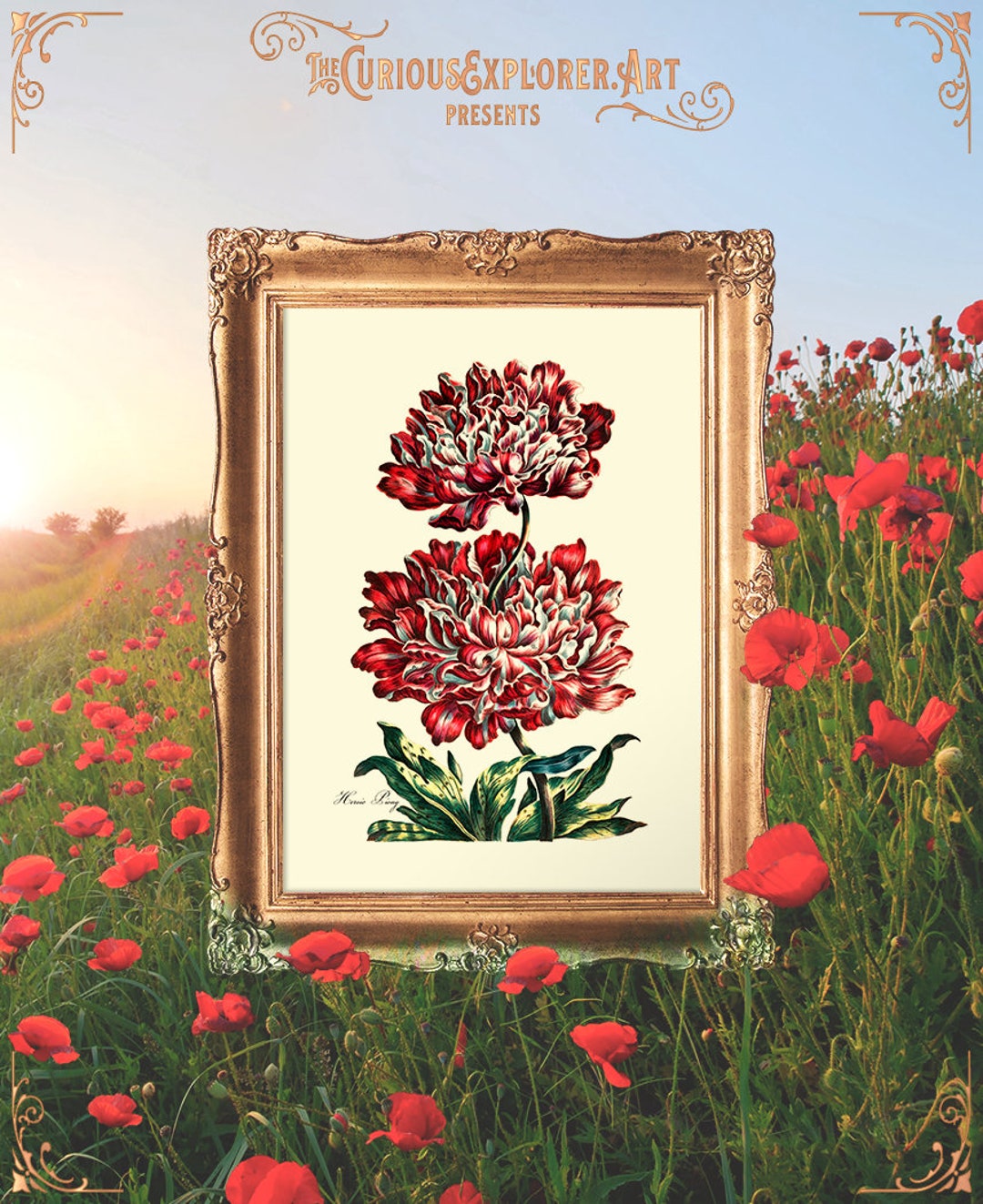 Victorian Peony Art, Botany Prints, Staircase Wall Art, Anniversary ...
