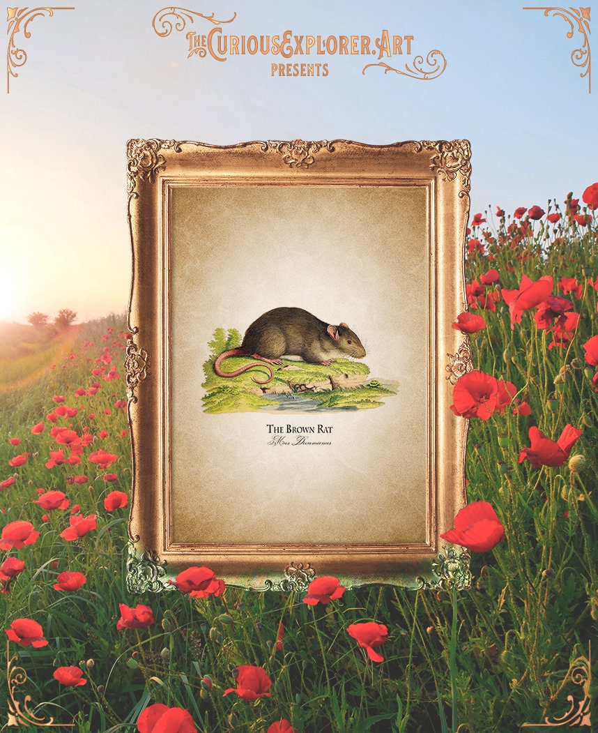 Rat Art Print Cute Animal Prints Rat Girlfriend Gift Animal - Etsy