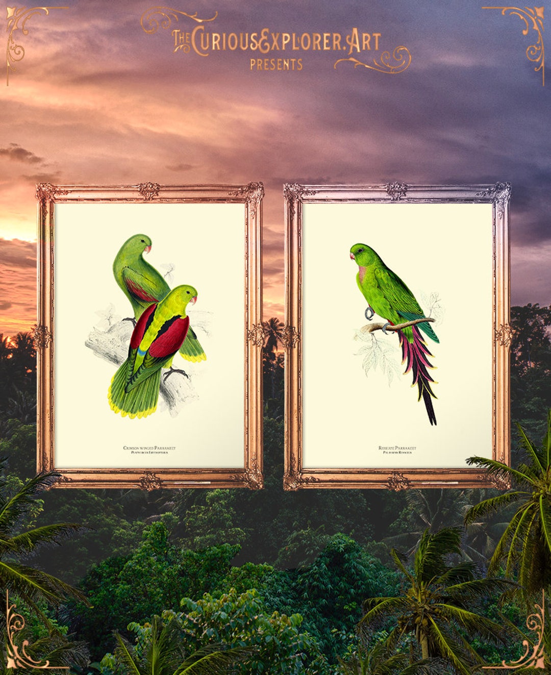 Bird Poster Set, Parrot Home Decor, Wedding Wall Decor, Antique Bird ...