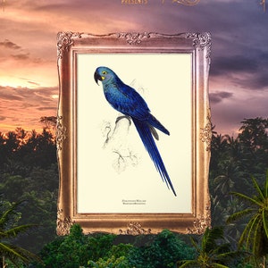 Blue Parrot Print, Exotic Birds Decor, Parrot Illustration, Bleu Maccaw ...