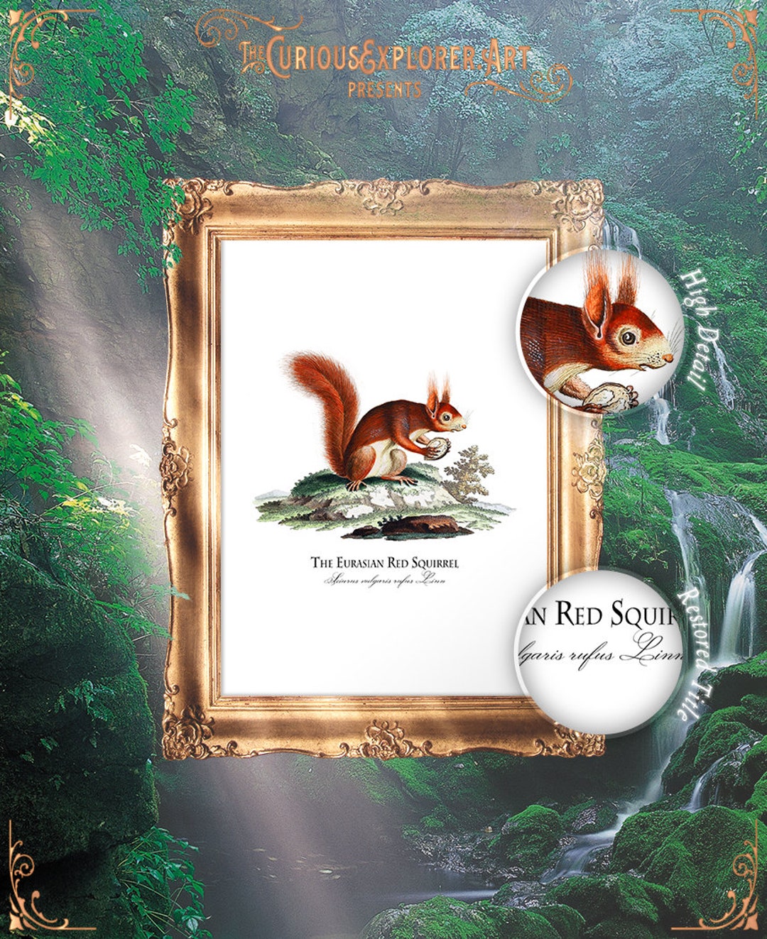 Red Squirrel Poster, Old Educational Art, Grandmother Gift, Love Gift ...