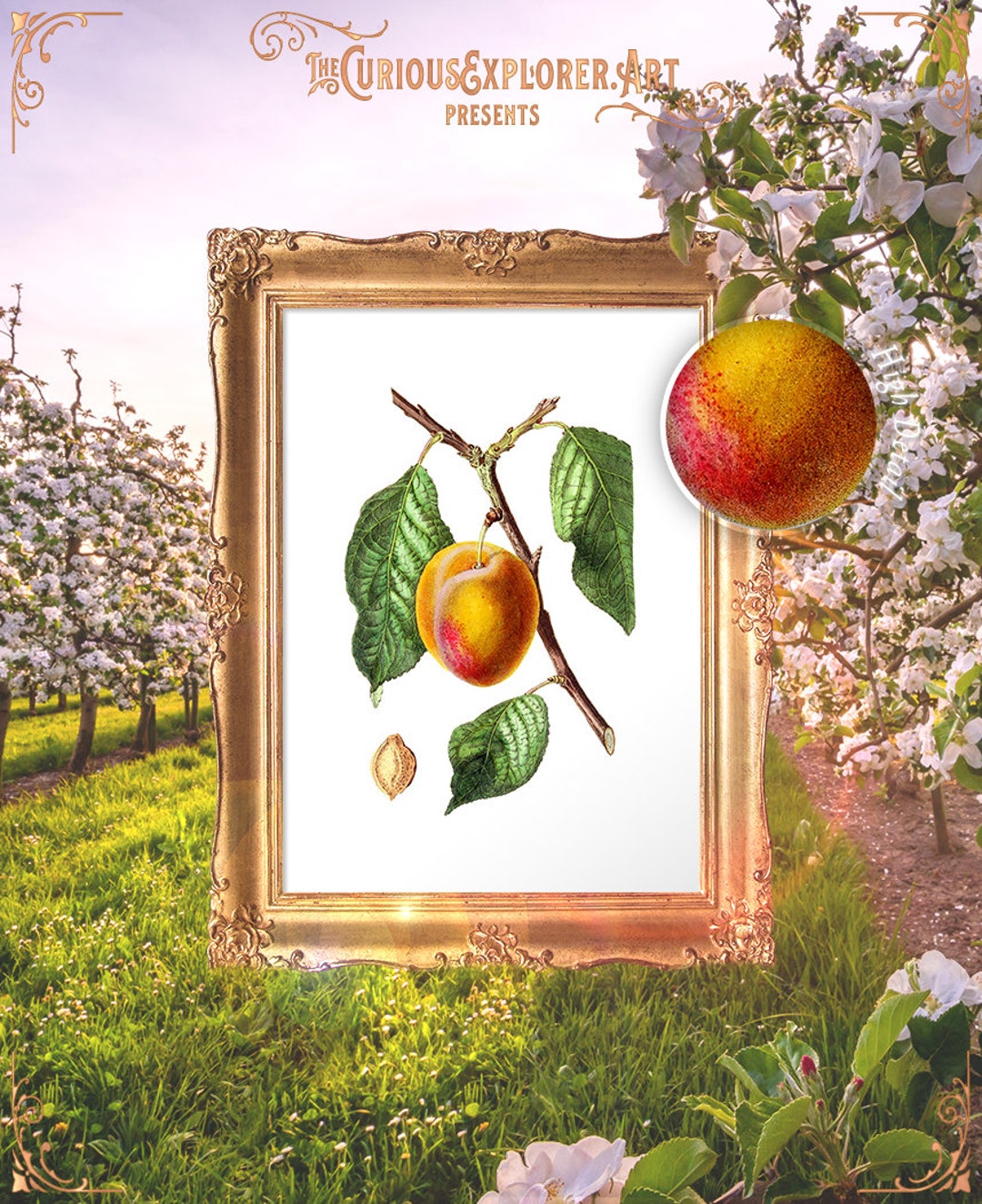 Plum Poster, Fruit Posters, Bathroom Prints, Bedroom Fruit Decor ...