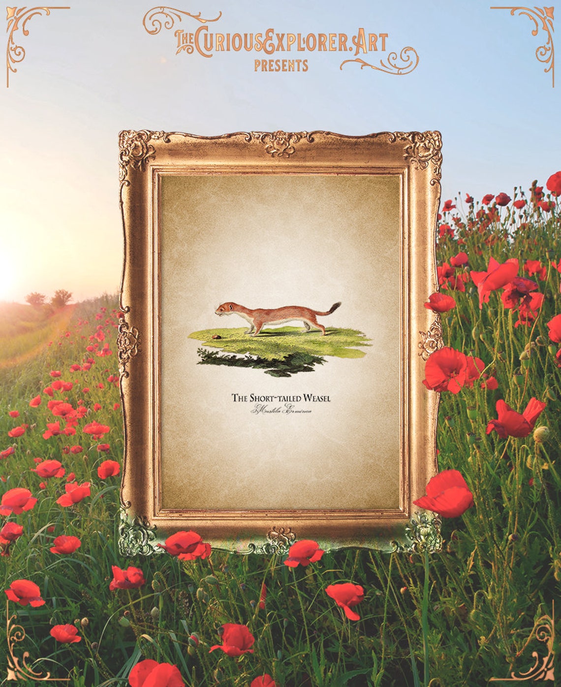 Weasel Poster Cool Animal Wall Art Weasel Love Gift Animal | Etsy