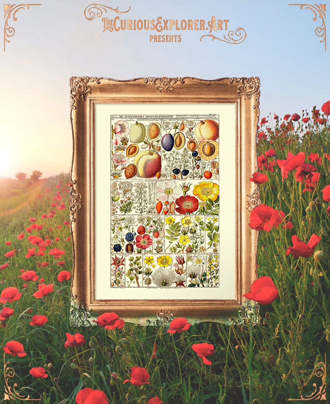 Vintage Fruit Chart Poster, Vegan Kitchen Poster, Dining Poster E35_4 ...