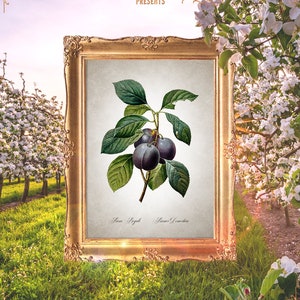 Botanicals Poster, Plum Fruits Print, Plum Kitchen Decor, Old Fruit Art ...