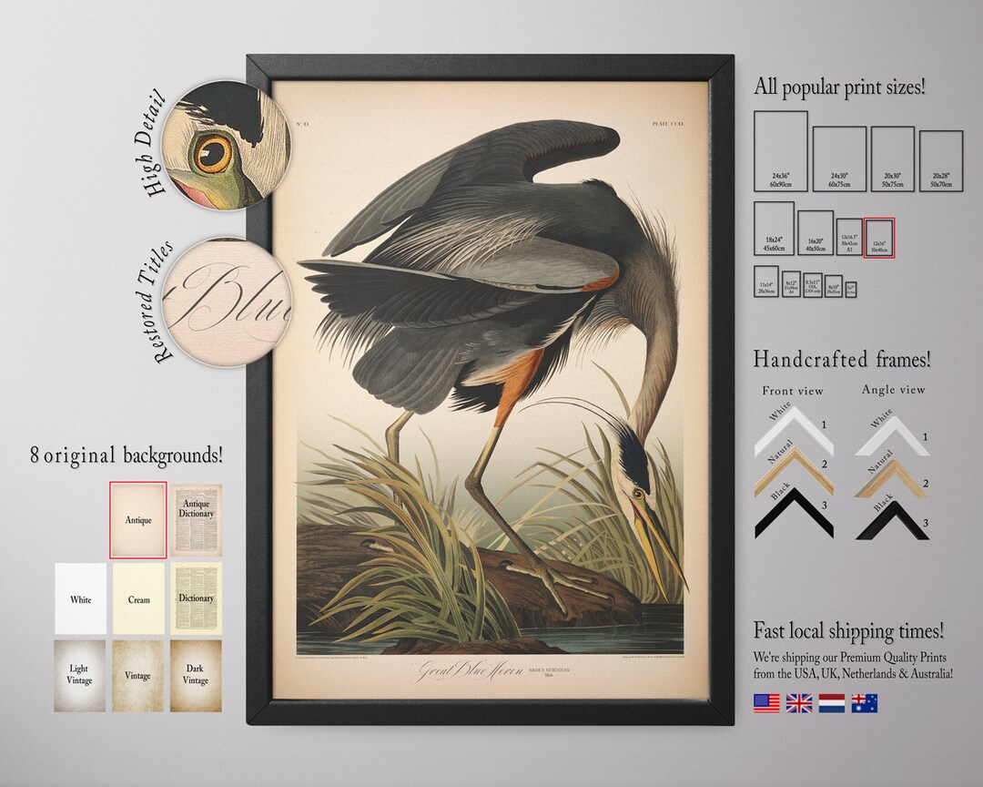 Bird Print, Large Wall Art, Large Framed Art, Vintage Bird Prints ...