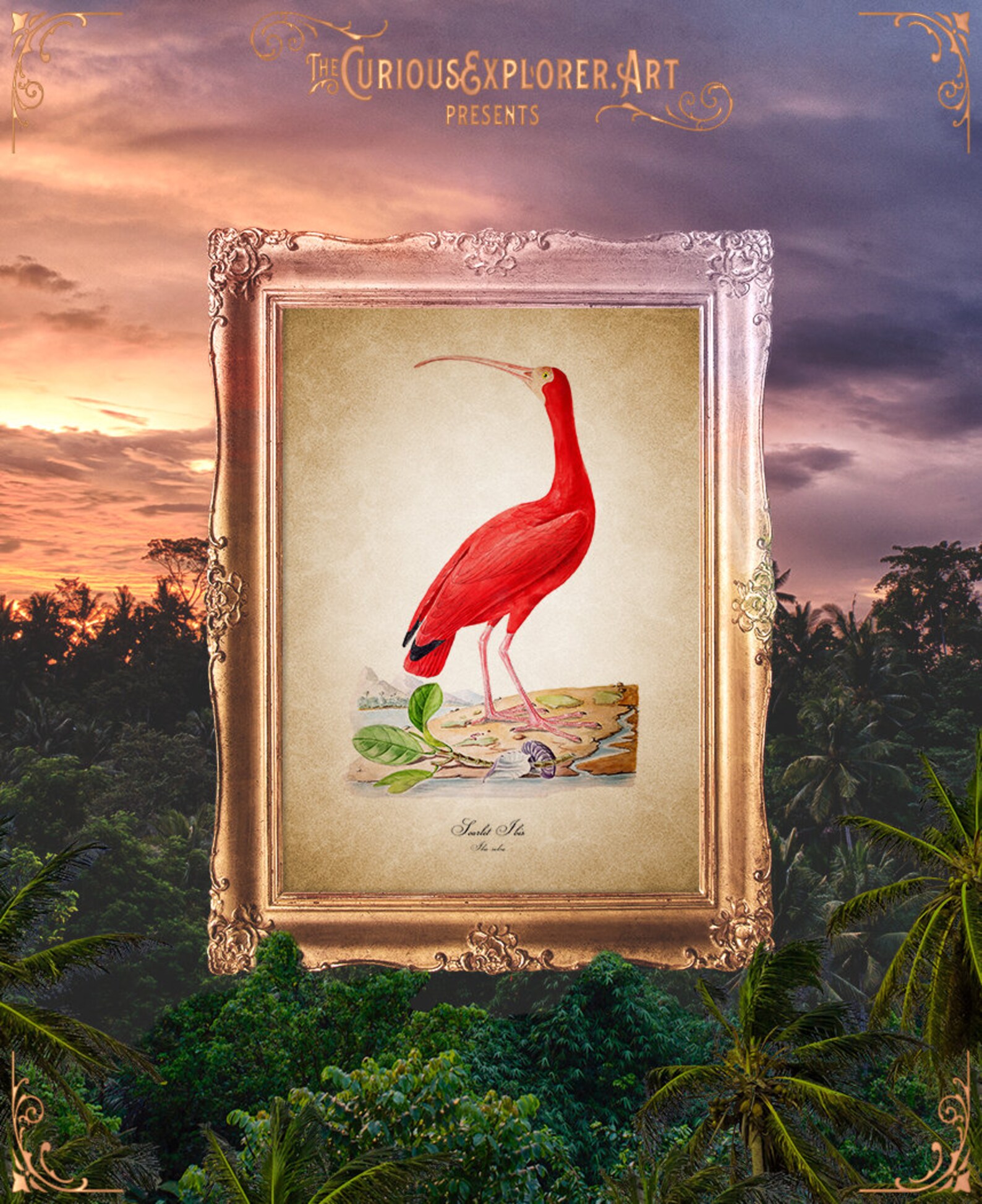 Ibis Bird Print Vintage Birds Prints Boy Present Red Bird | Etsy