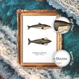 Dolphin Art Print Cool Animal Poster Dolphin Boy Gift | Etsy