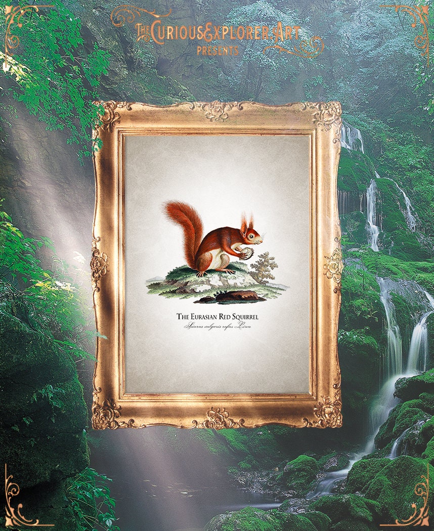 Red Squirrel Poster Old Educational Art Grandmother Gift | Etsy