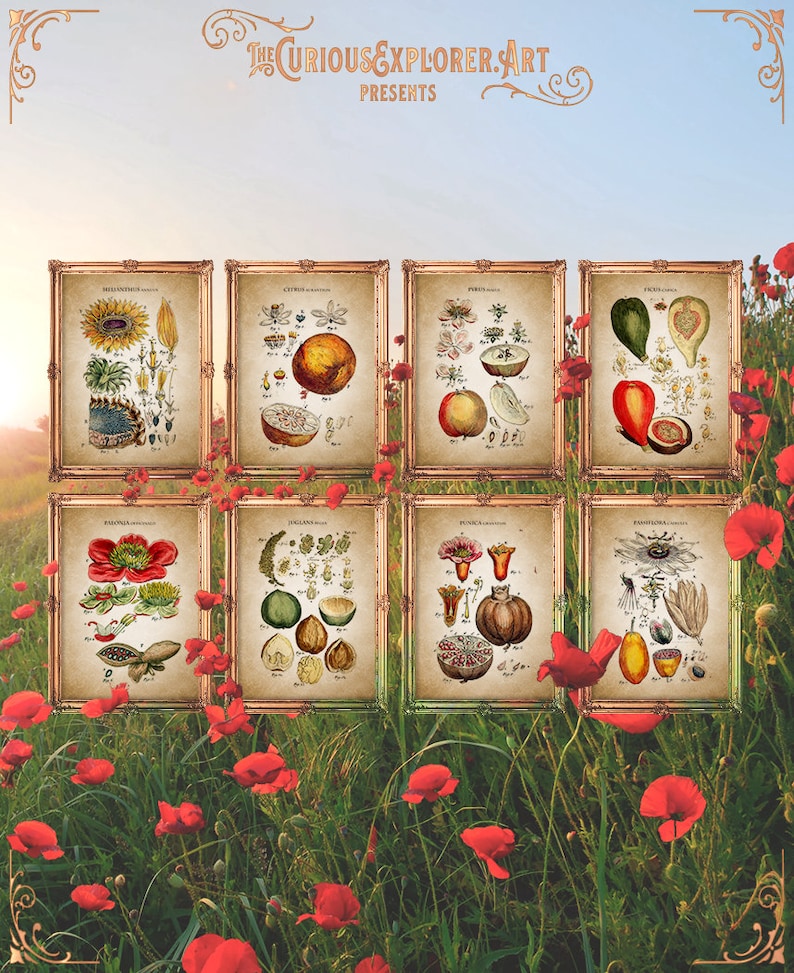 Set of 8 Botanical Print Set Fruit Wall Art Botanical Wall | Etsy