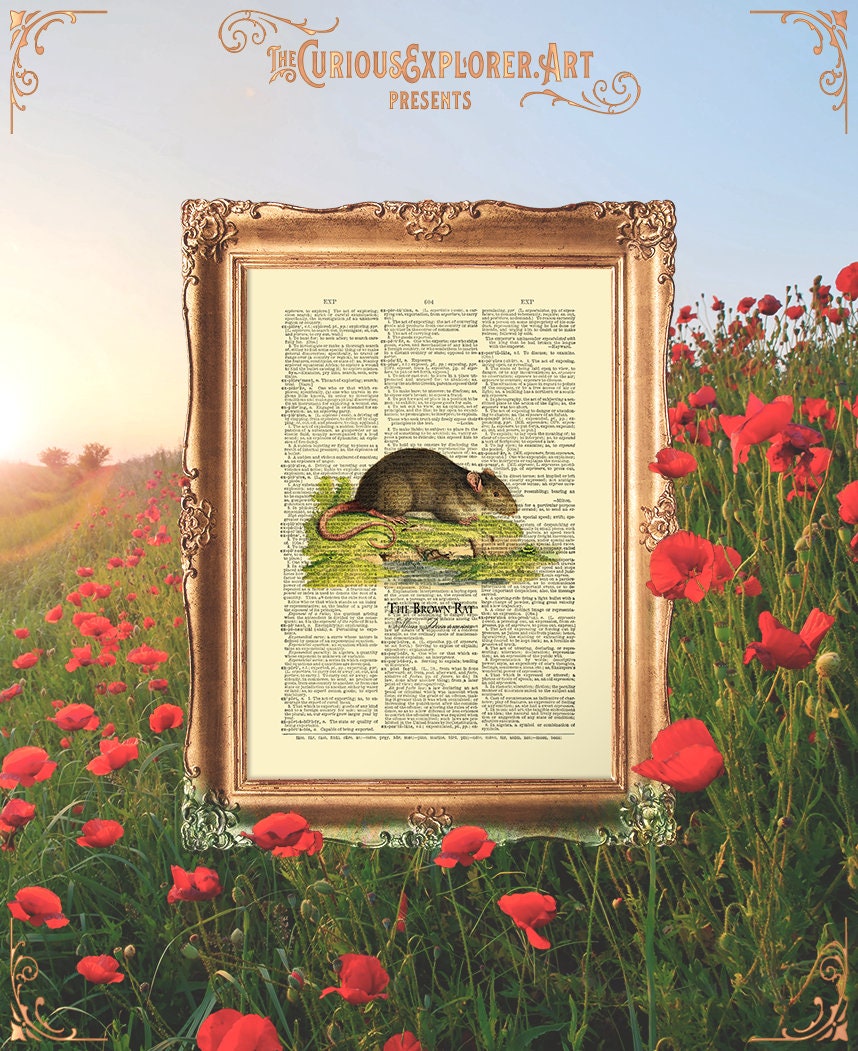Rat Art Print Cute Animal Prints Rat Girlfriend Gift Animal - Etsy
