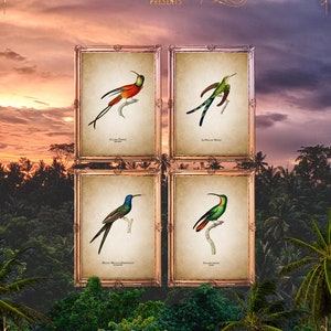 Hummingbird Print, Poster Set, Bird Art Prints, Valentines Day Gift ...