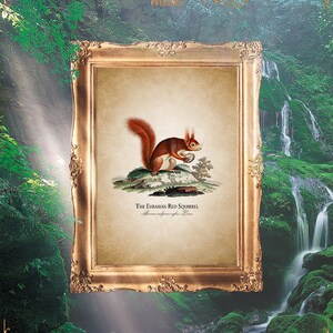 Red Squirrel Poster, Old Educational Art, Grandmother Gift, Love Gift ...