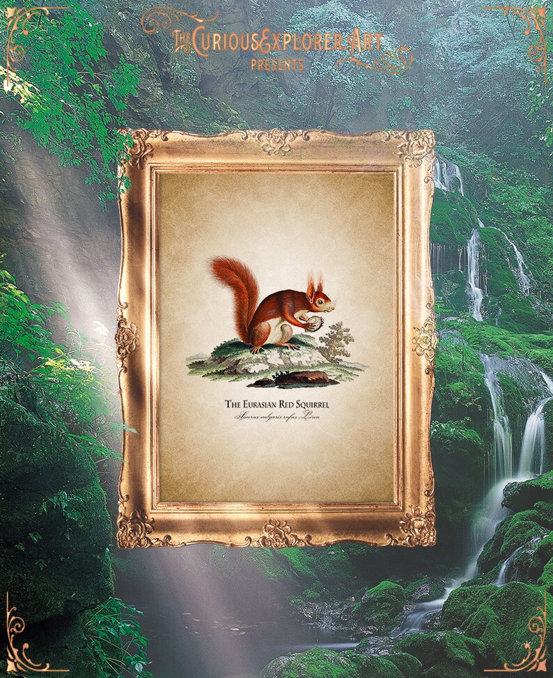 Red Squirrel Poster Old Educational Art Grandmother Gift | Etsy