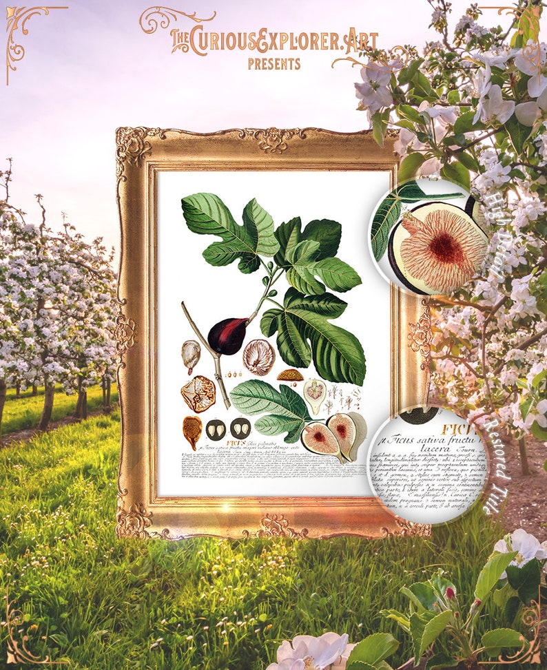 Fig Art Decor, Kitchen Fig Wall Art, Fig Print, Vintage Fig Print, Fig ...