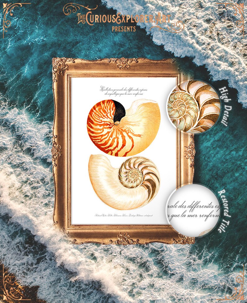 Ocean Shell Posters Aquatic Art Decor Seashell Prints Color | Etsy