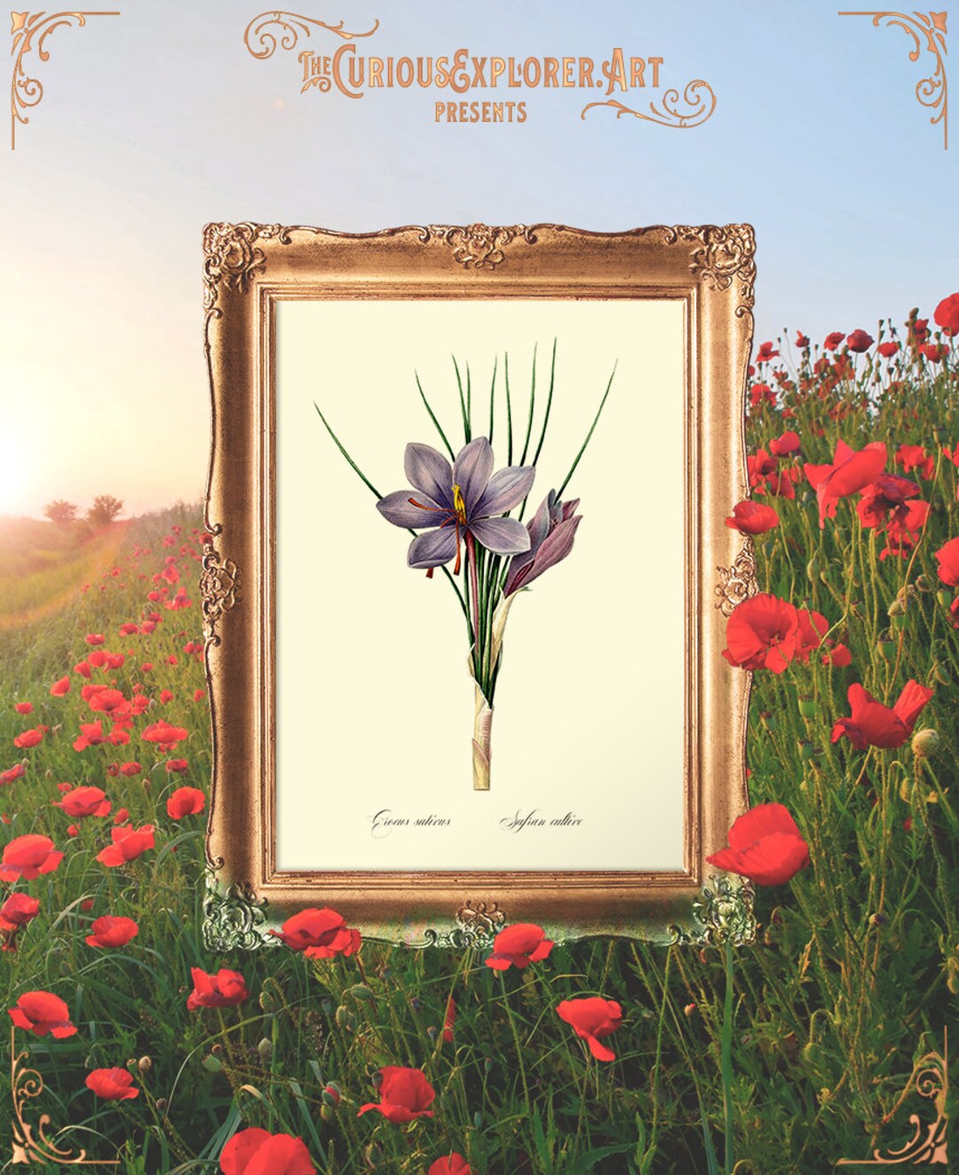 Botany Room Decor, Floral Nursery Decor, Crocus Bloom Poster, Vintage ...