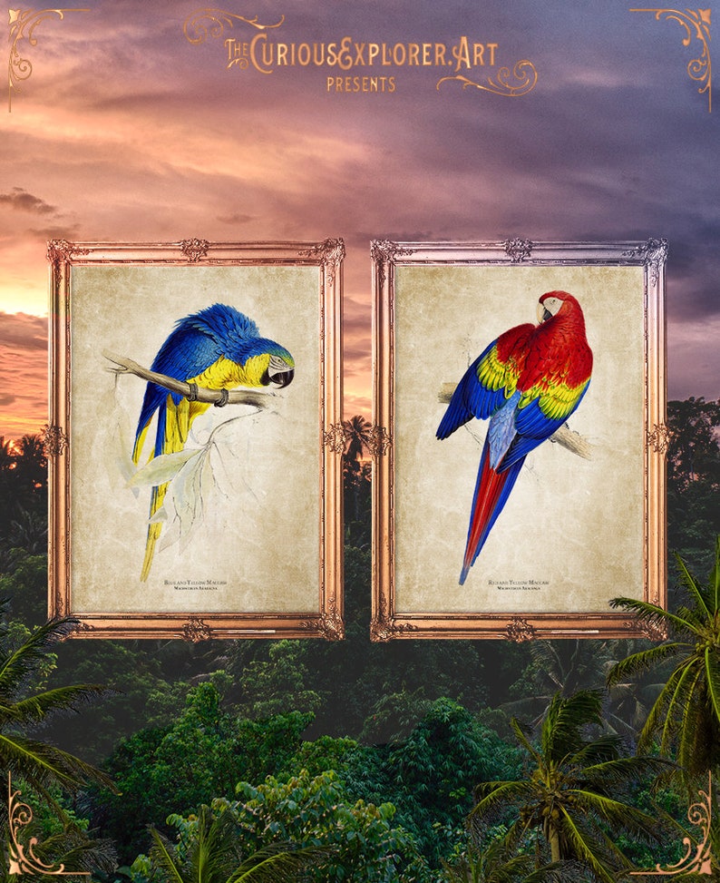 Blue Cockatoo Poster Wedding Favor Prints Birds Bathroom | Etsy