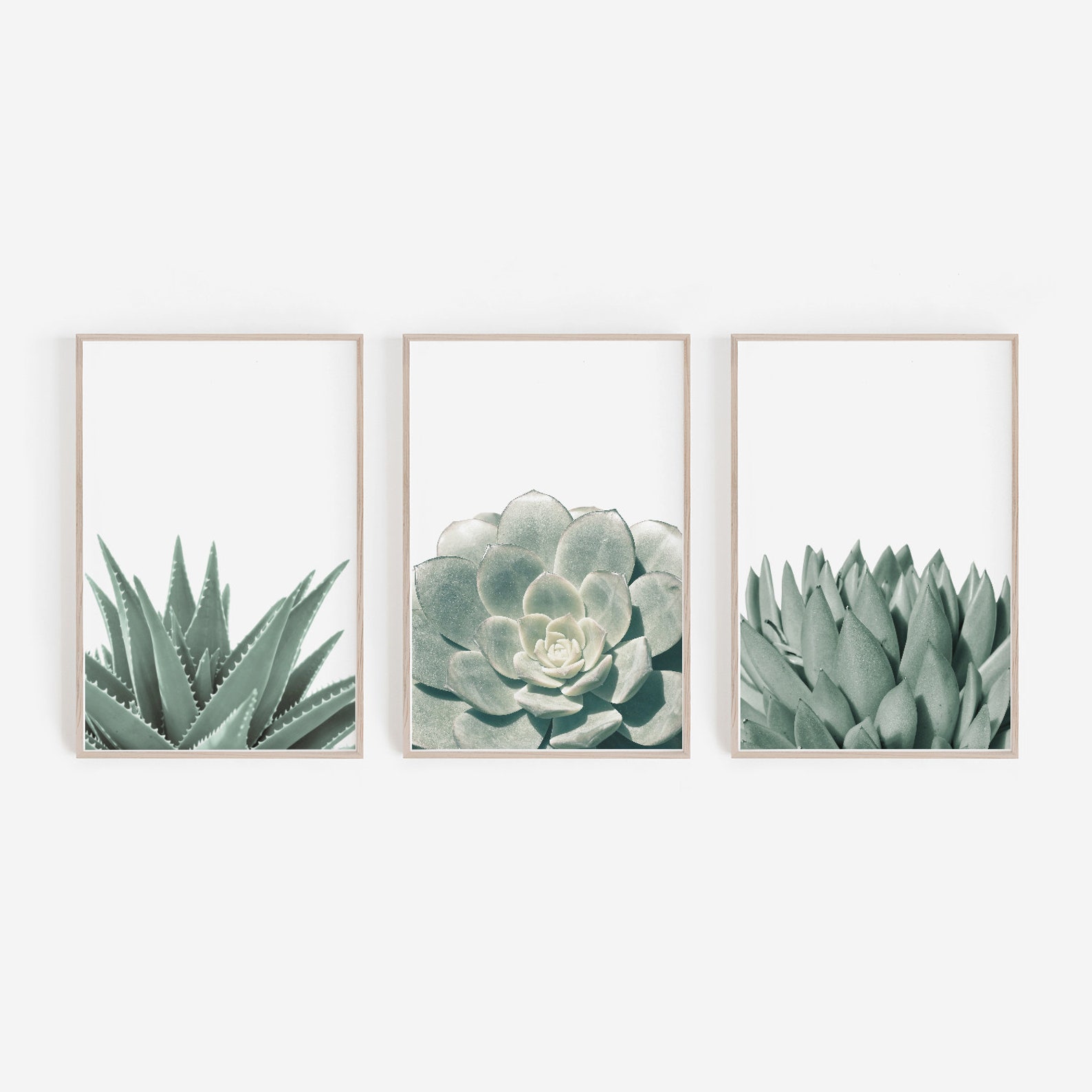Succulent Prints Succulent Art Prints Succulent Wall Art - Etsy