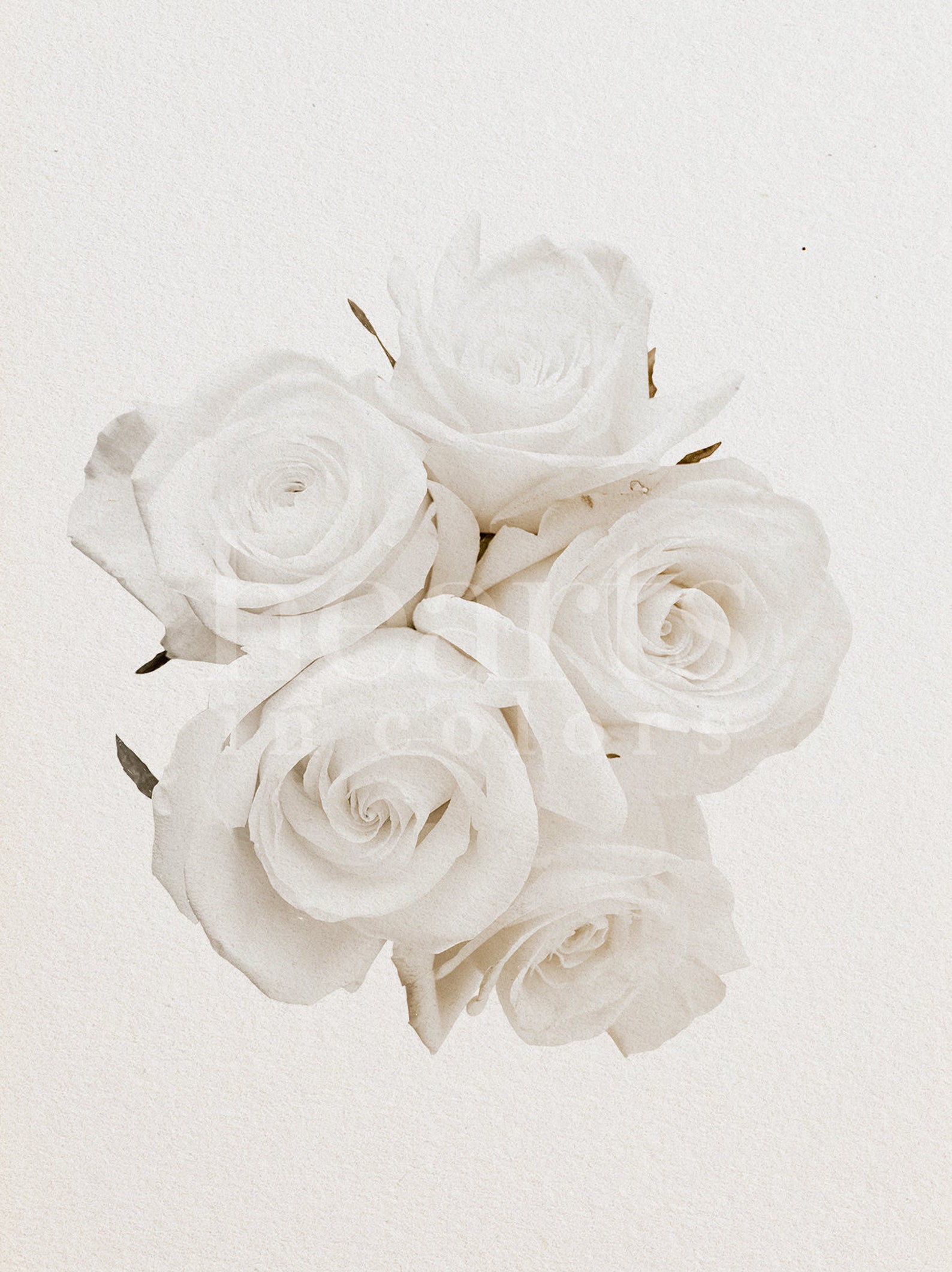 White Roses Printdigital Printflowers Printfloral - Etsy
