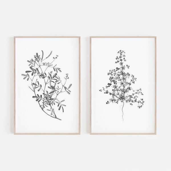 Large Botanical Prints - Etsy