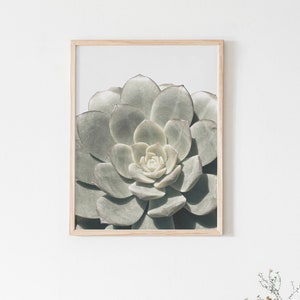 Succulent Print,botanical Print,succulent,wall Art,art Print,wall Print ...