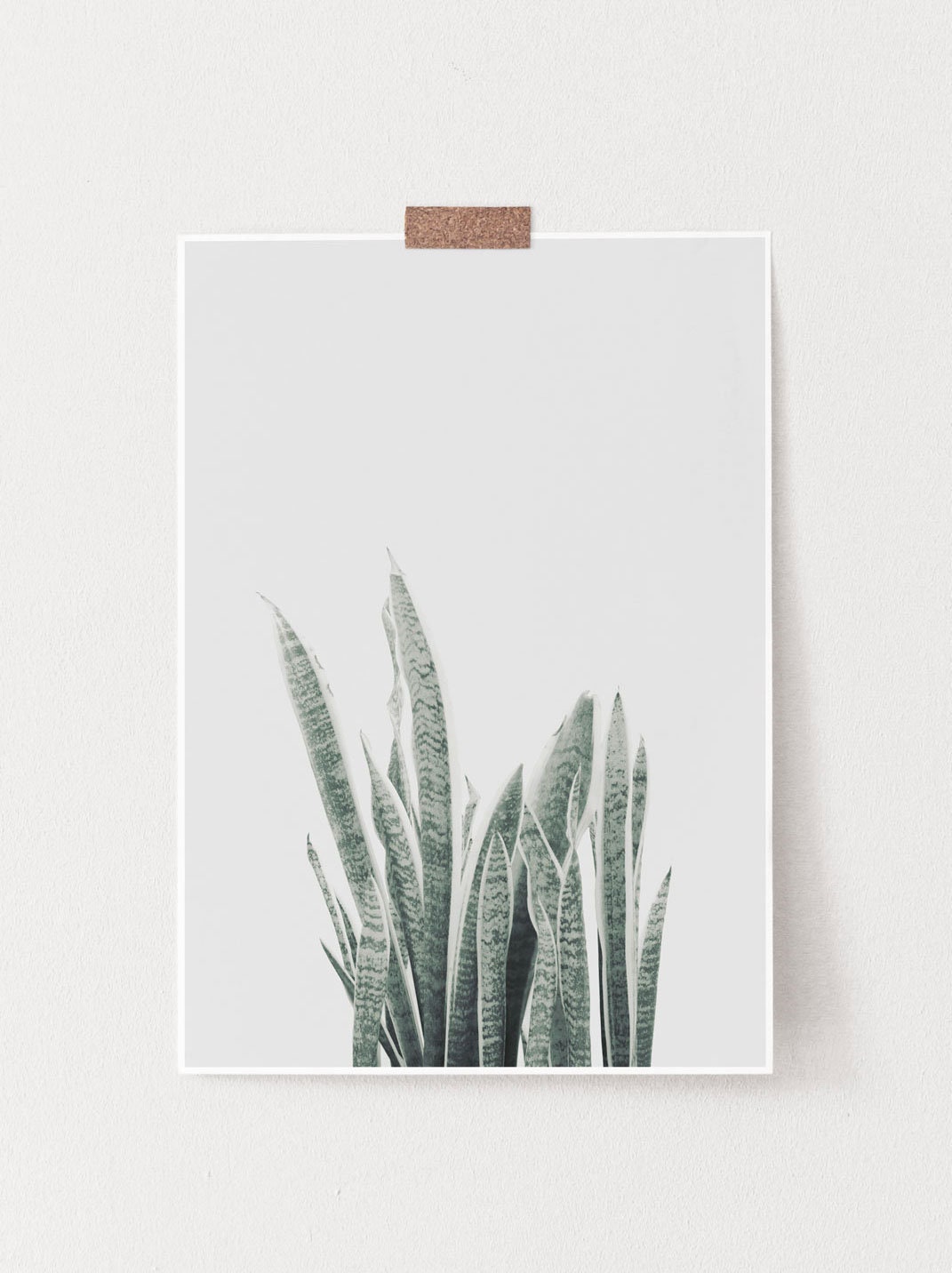 Botanical Printgreyplant Printsnakeplant Printbotanical | Etsy