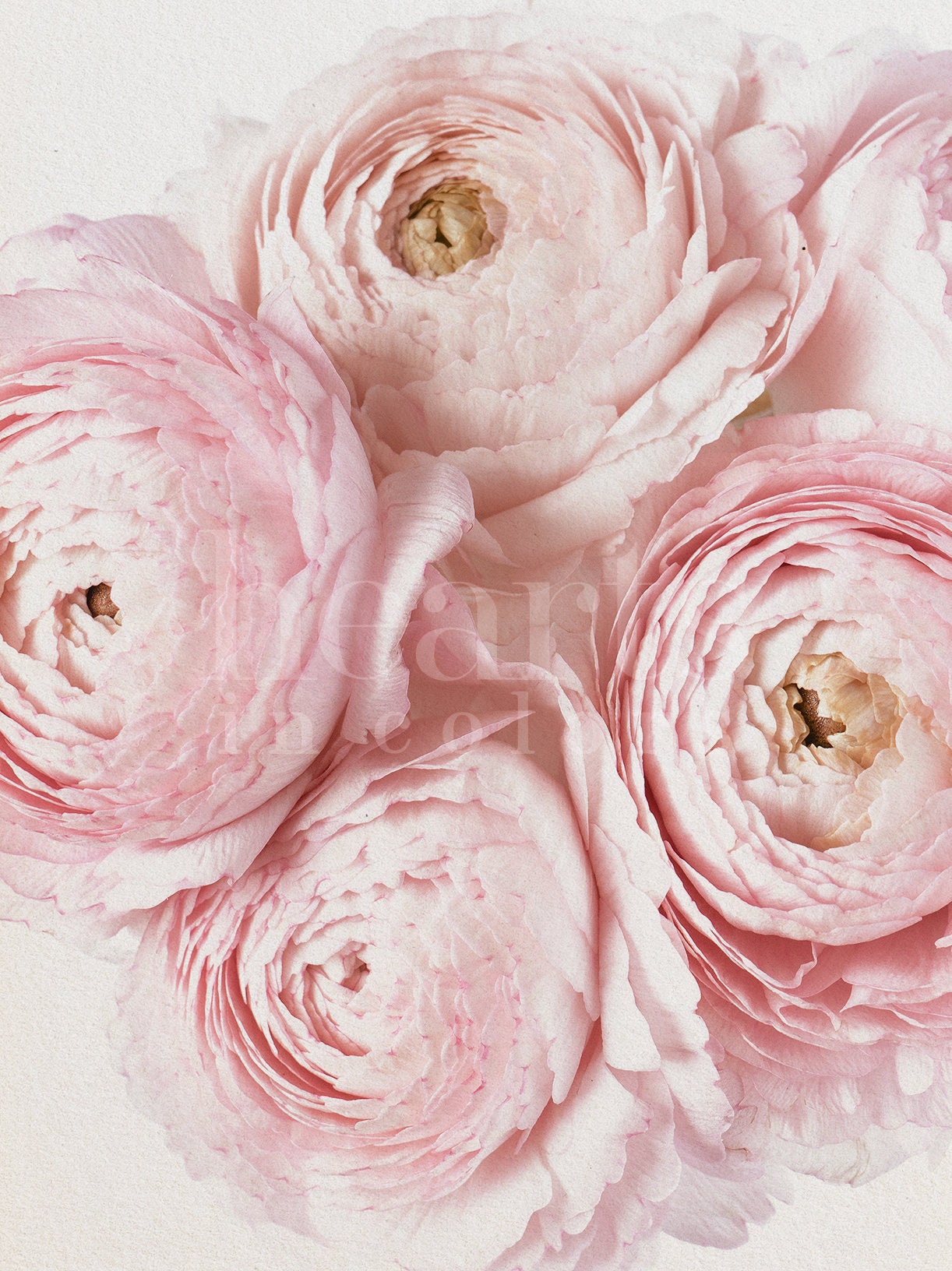 Flower Print Pink Print Wall Decor Pink Wall Art Pink Wall - Etsy