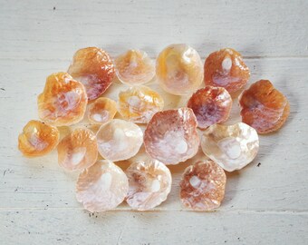 Jingle shells | Etsy