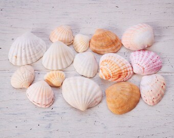 Sea shell collection | Etsy