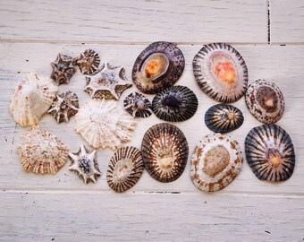 Sea shell collection | Etsy