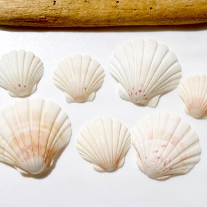 Japanese Sea Shells / Swift's Scallop / Pecten Albicans / 100 Natural ...