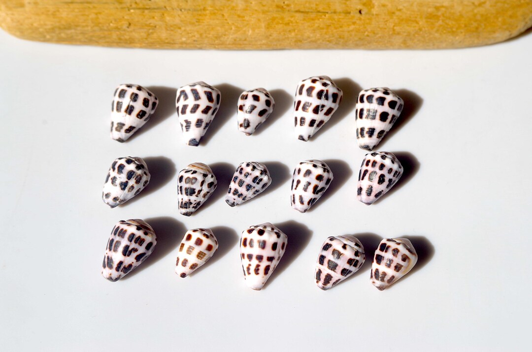 Hebrew Cone / Conus Ebraeus / Small Japanese Cone Shell / Sea Shells ...