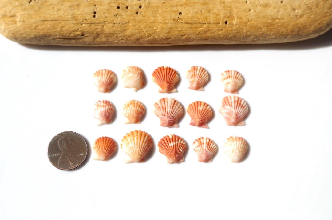 Cute Color / Japanese Sea Shells / Japanese Pecten / 100％ Genuine Z-45 ...