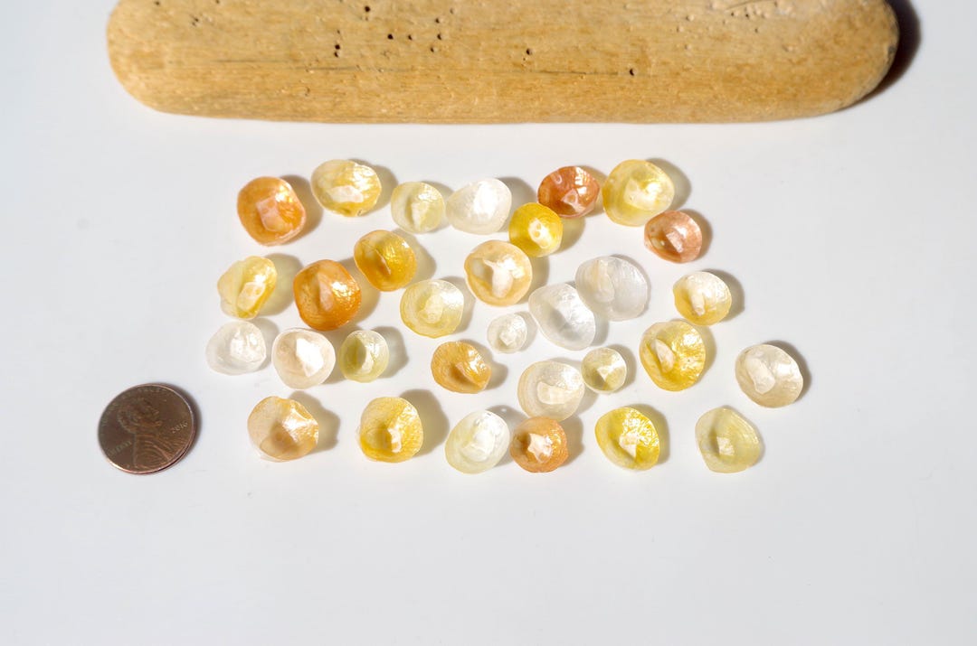Small / Japanese Jingle Shells / Anomia Chinensis / 100% Genuine ...